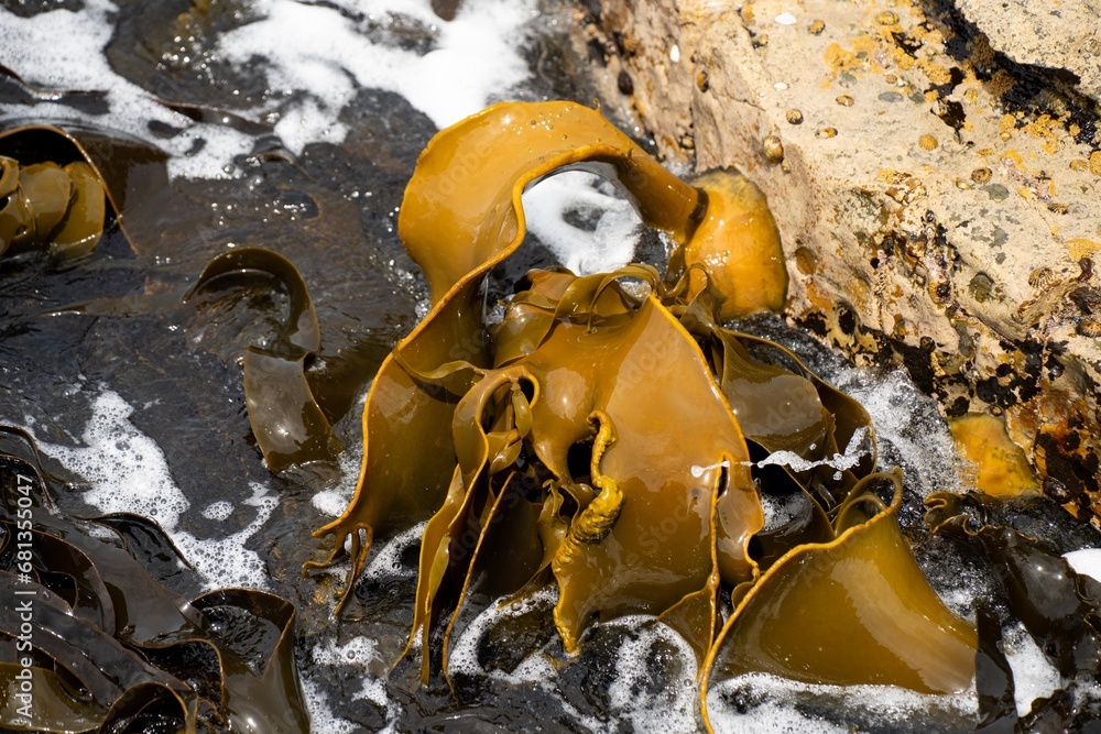 Bull kelp seaweed growing on rocks. Edible sea weed ready to harvest in ...