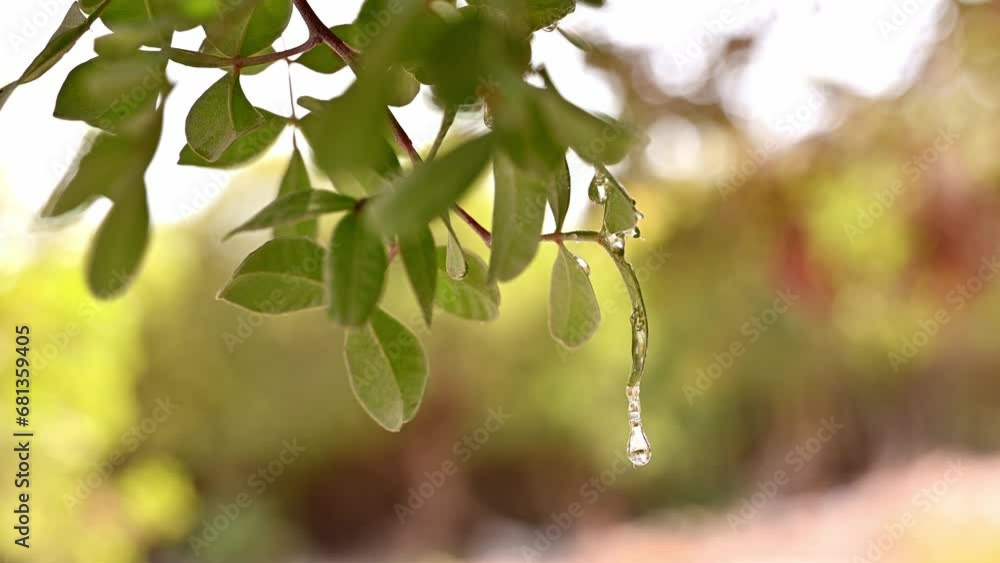 The resin mastic oozes in tears out of the branch of a mastic tree ...