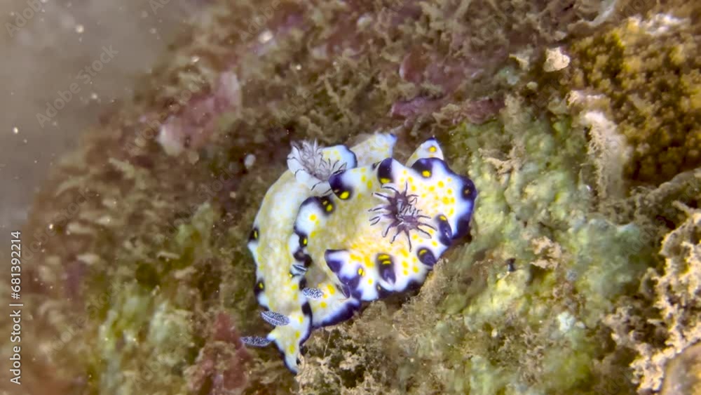 A couple of sea slugs The Imperial nudibranch (Hypselodoris imperialis ...