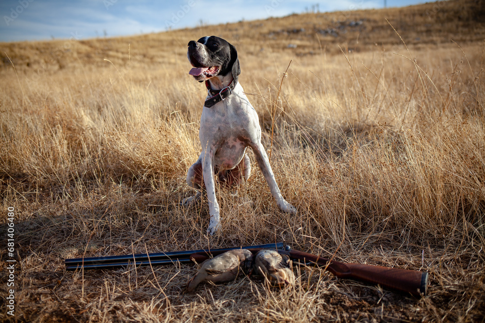 A white-black English pointer dog sitting in front of hunted chukars ...