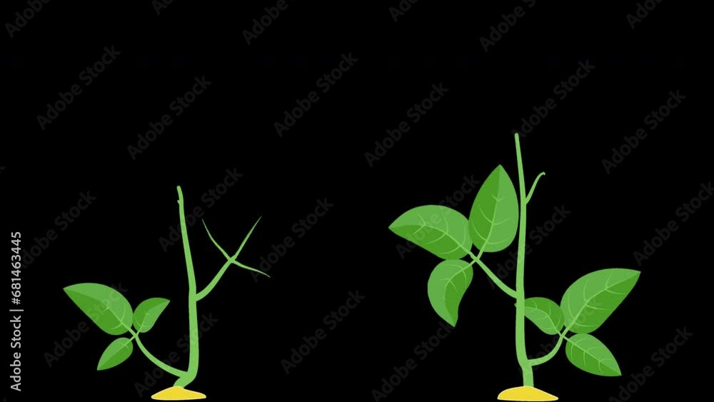 Soybean plant timelapse growing animation food beans (4K) Animation of ...