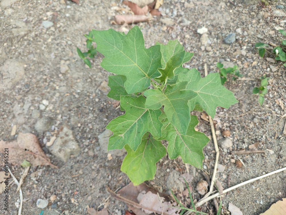 Takokak (Solanum torvum), tekokak or eggplant are plants from the ...