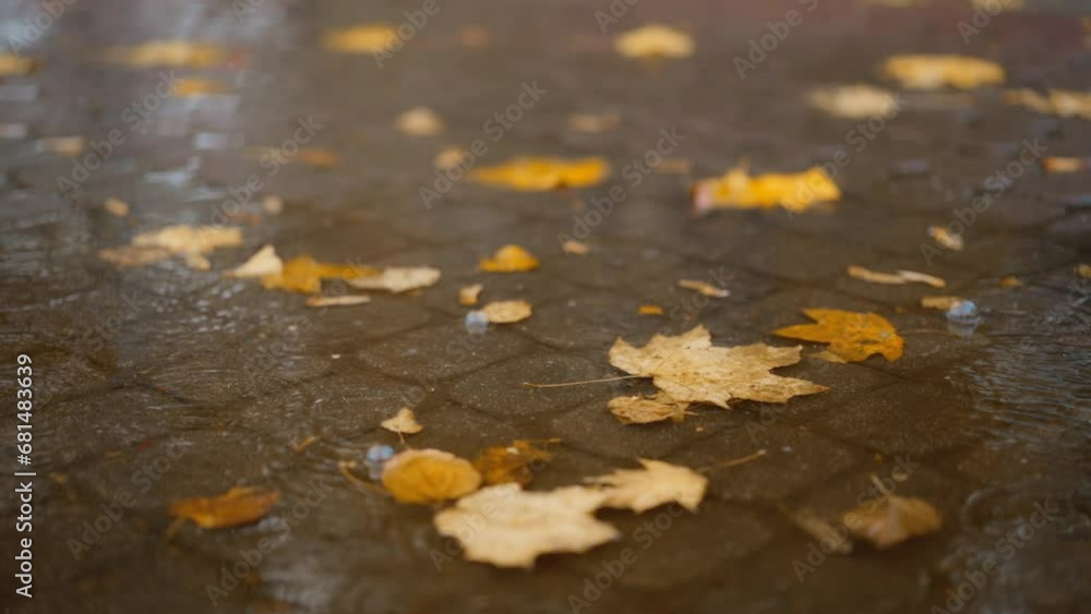 closeup Rain drops Falling On puddle with yellow maple leaves reflection on city sidewalk. Rain ...