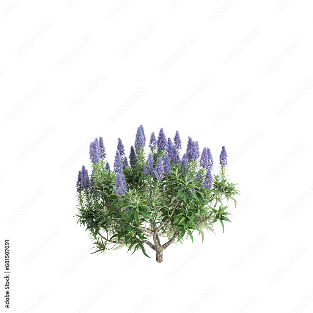 3d illustration of Echium candicans bush isolated transparent ...