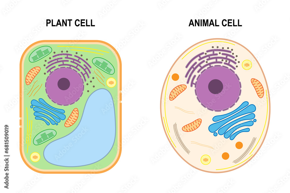 The structure of a plant cell and an animal cell. Stock Illustration ...