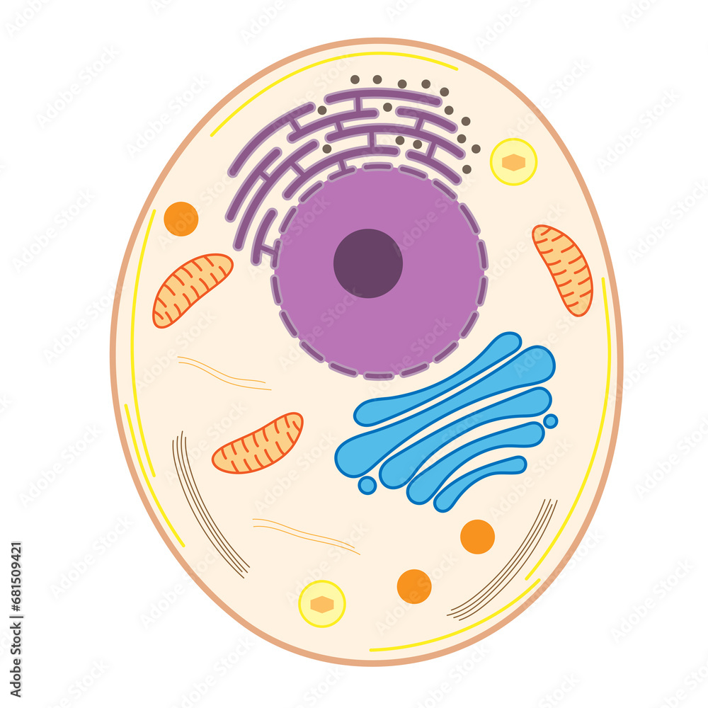 Structure of a animal cell. Animal cell organelles. Stock Illustration ...