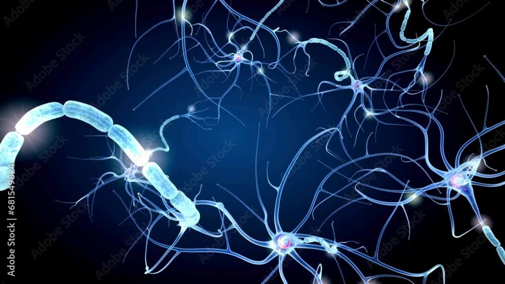 The anatomy of nerve cells in detail. Animation in three dimensions ...