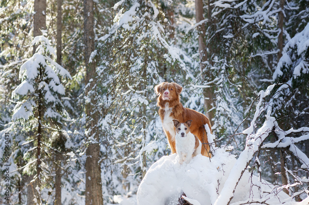 Two dogs perch on a snow-covered hill, a Nova Scotia Duck Tolling ...