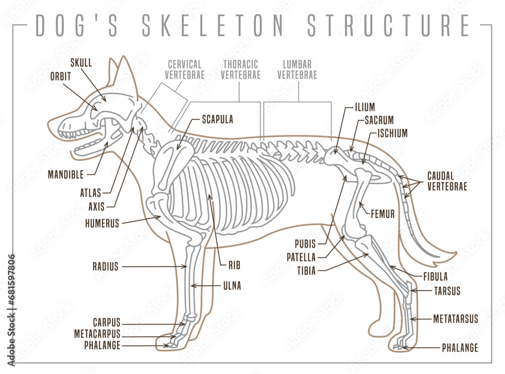 Detailed illustration of a dogs skeleton. Skeletal structure with ...