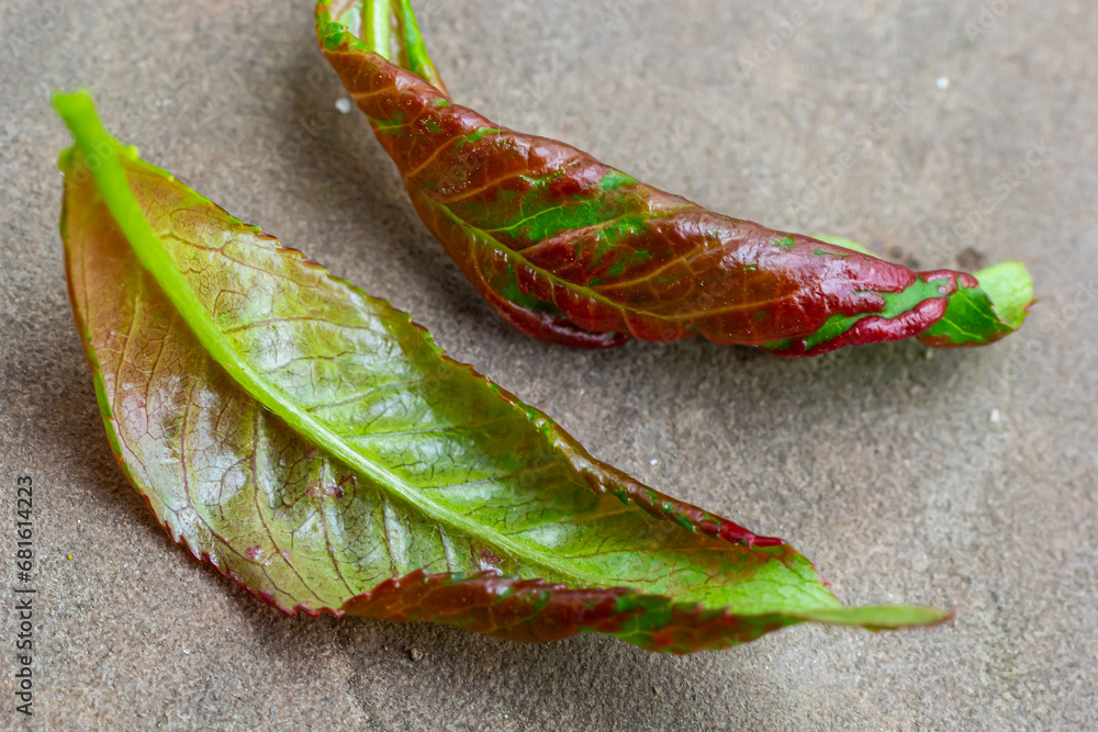 Peach leaf curl. Fungal disease of peaches tree. Taphrina deformans ...