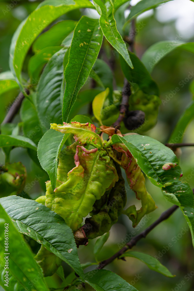Peach leaf curl. Fungal disease of peaches tree. Taphrina deformans ...