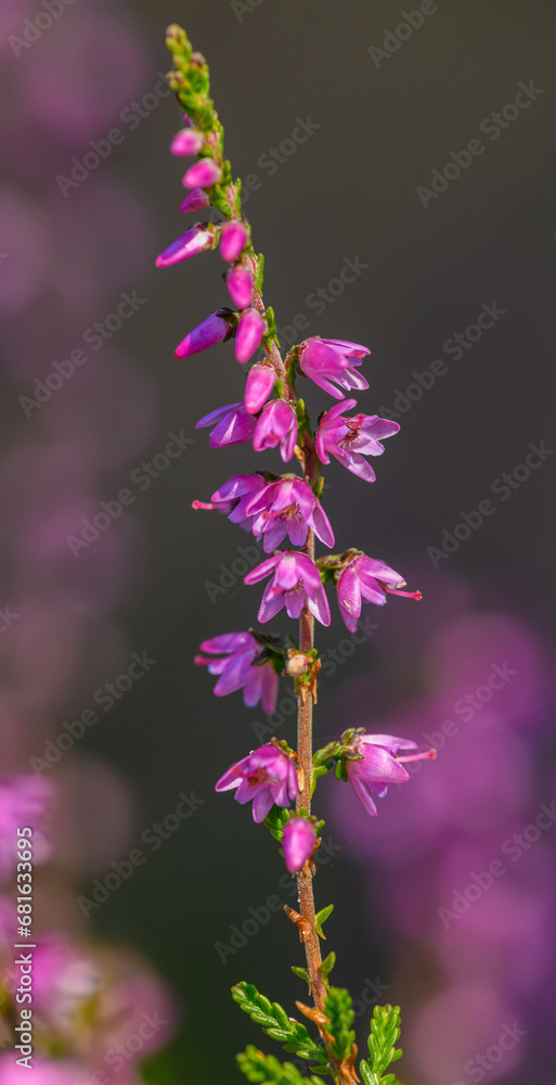 pink flowers of common heather aka ling (Calluna vulgaris) Stock Photo ...
