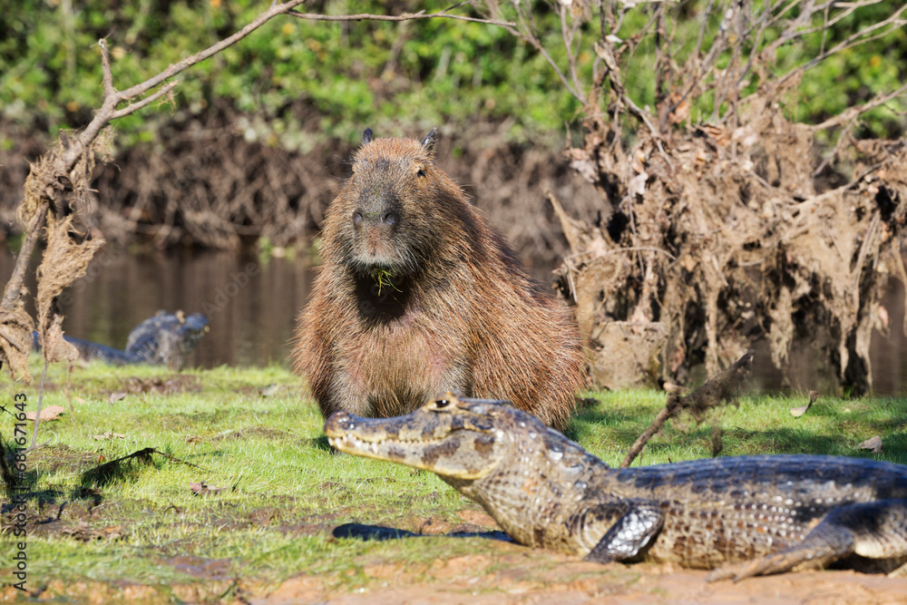 capybara in tropical Pantanal Stock Photo | Adobe Stock