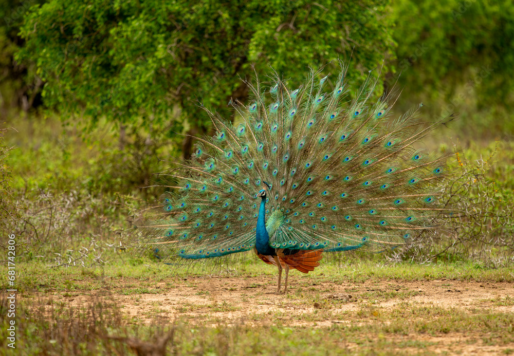 Peacock is the name given to two species of birds from the Pavo genus ...