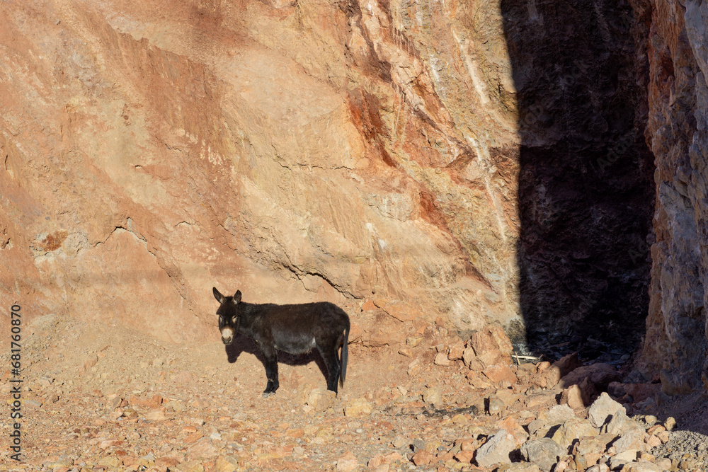 Donkey next to a terracotta-colored cliff, at dawn. Stock Photo | Adobe ...