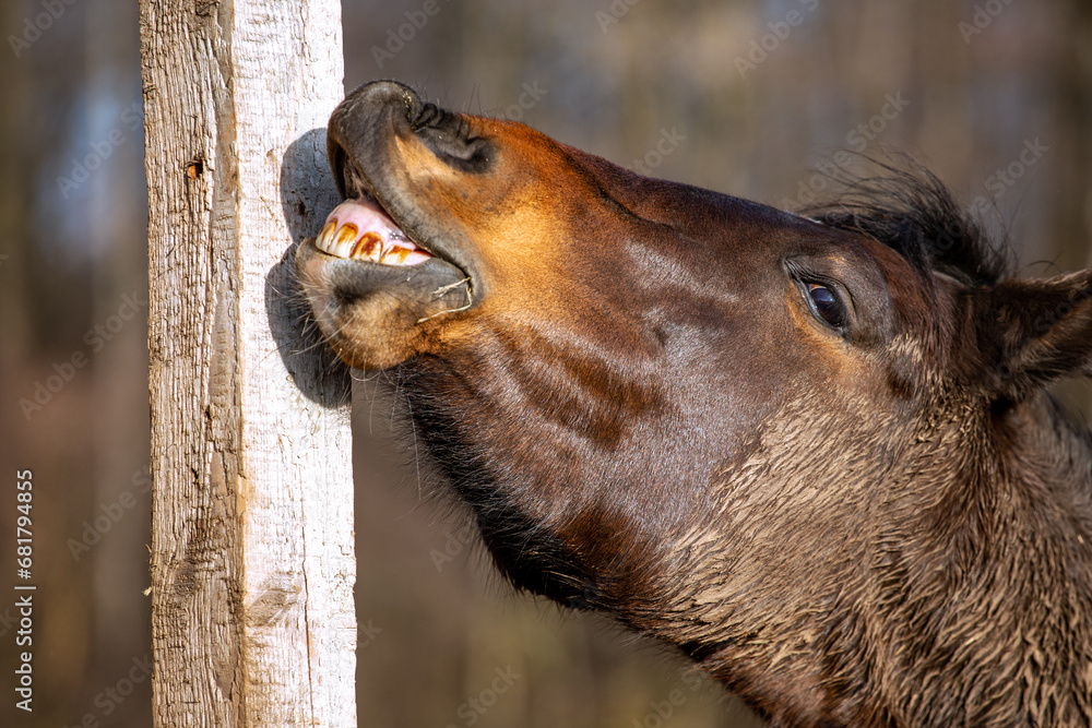 Stallion catches the mare's pheromones from the air. Flehmen reflex ...