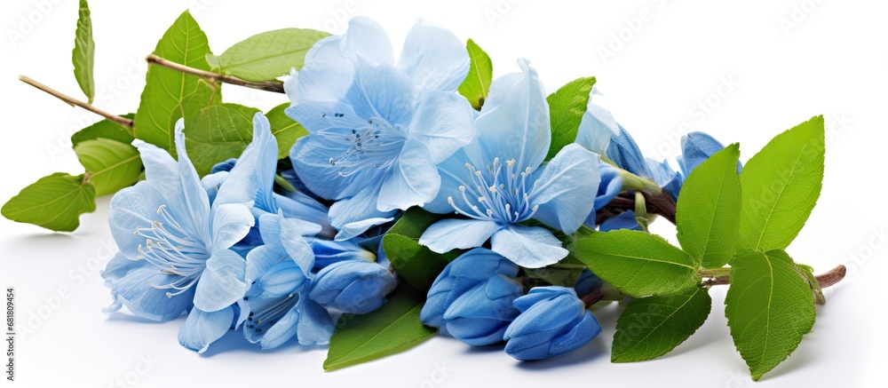 In City, the tropical blue flower with its vibrant leaf is not just a ...
