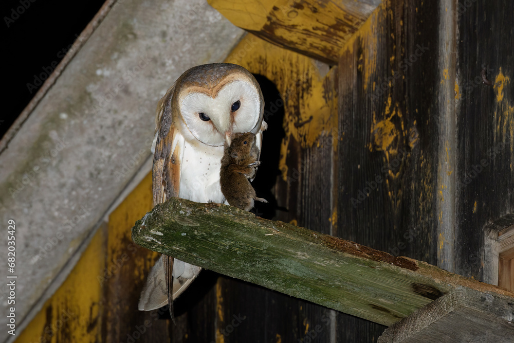Schleiereule (Tyto alba) am Nistkasten Stock Photo | Adobe Stock