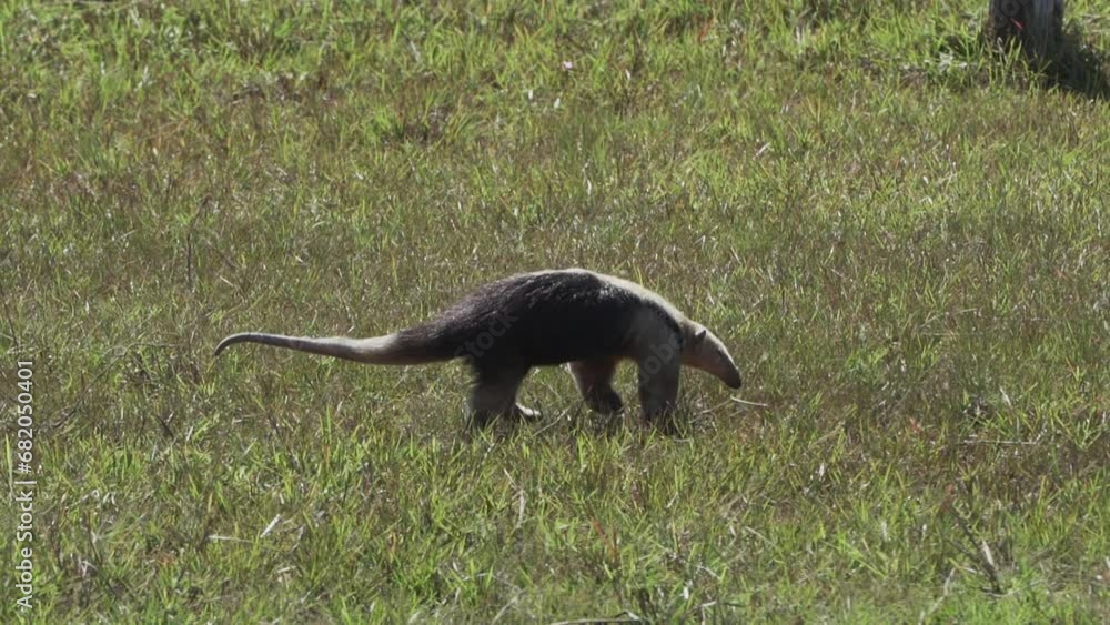 southern tamandua, Tamandua tetradactyla, also collared anteater or ...