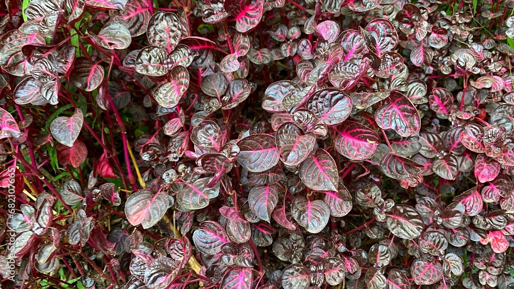 Iresine belongs to a plant family of Amaranthaceae.It bears extremely ...