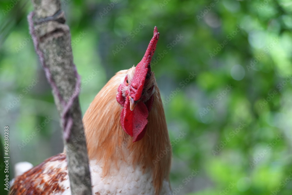 isa Brown is a hybrid breed of chicken renowned for its egg-laying ...