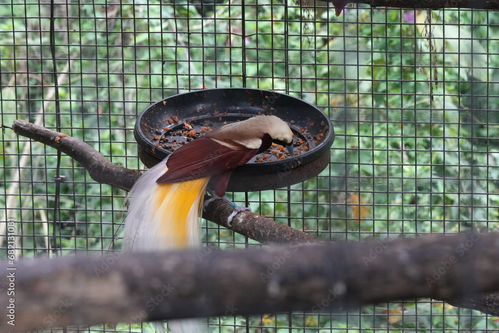 The Paradisaea genus comprises birds-of-paradise, a group of stunning ...