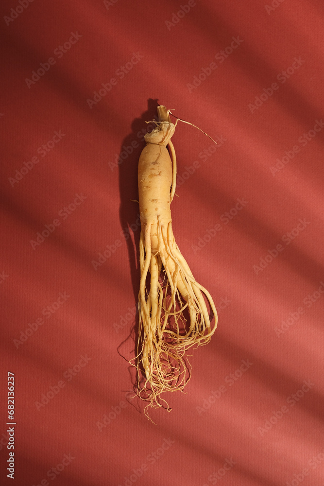 Top view of a fresh ginseng root displayed on red background with ...