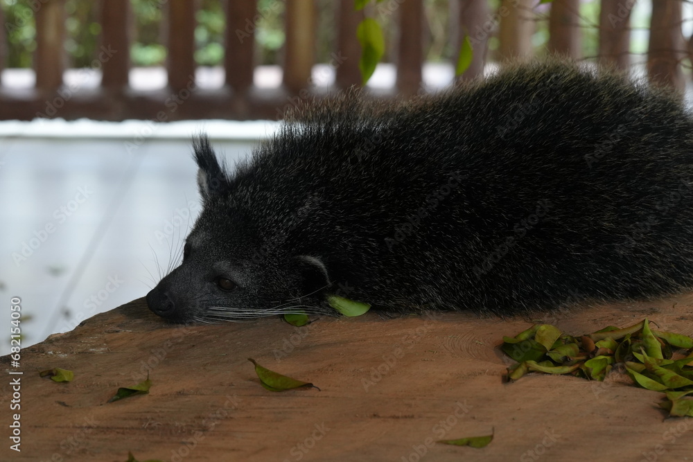 Arctictis binturong, commonly known as the Binturong or Bearcat, is a ...