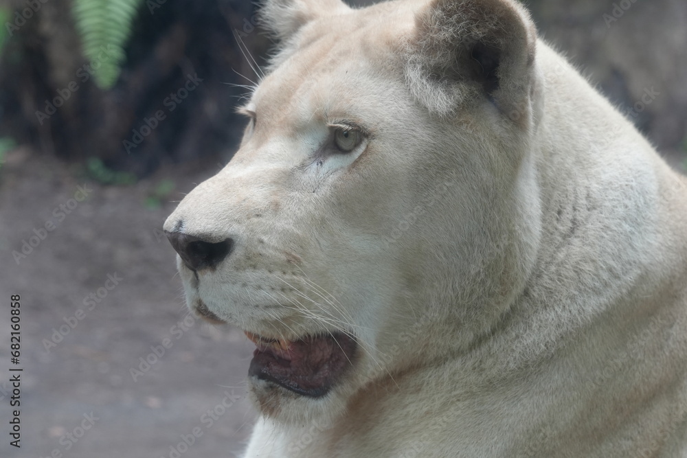 A close-up white lions are a rare color variation of the African lion ...