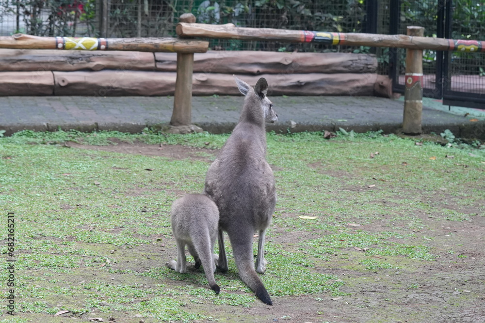 Kangaroos are iconic marsupials native to Australia and nearby islands ...