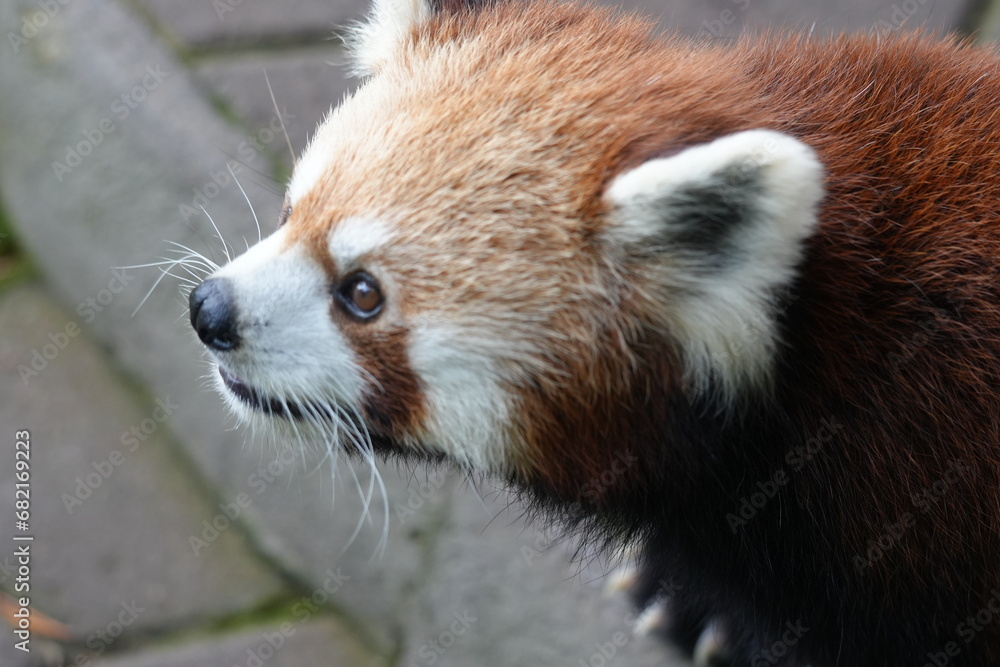 The "Lesser Panda" is another name for the Red Panda (Ailurus fulgens ...
