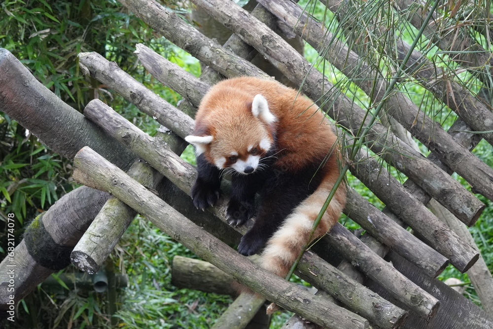 The "Lesser Panda" is another name for the Red Panda (Ailurus fulgens ...