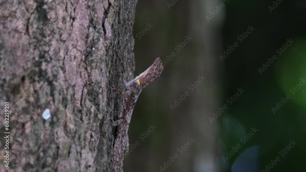 Eye popping out as it moves its head a little while looking up as the ...