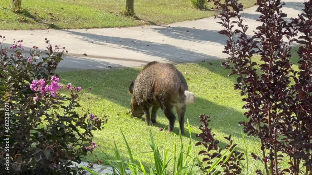 Wild Boar feral hog digging root rooting in residential yard scary ...