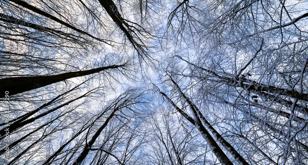 Foto de Treetop panorama of beech (fagus) trees in a german forest in ...