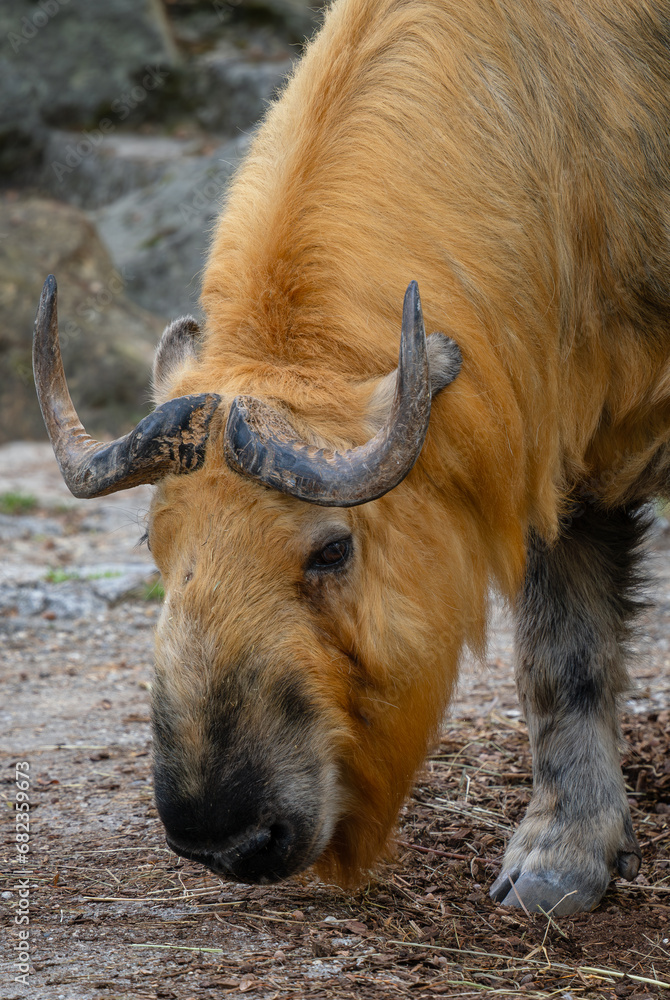 Sichuan Takin - Budorcas tibetanus tibetanus, portrait of beautiful ...
