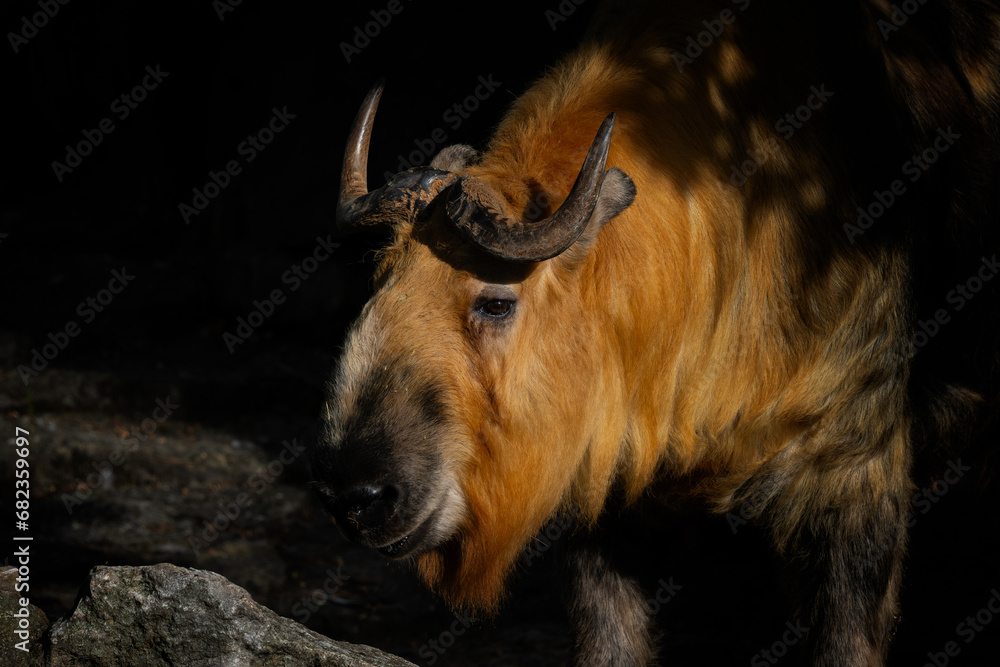Sichuan Takin - Budorcas tibetanus tibetanus, portrait of beautiful ...