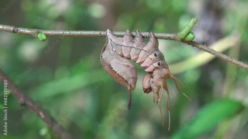 Lobster moth (Stauropus fagi), lobster prominent, moth family ...