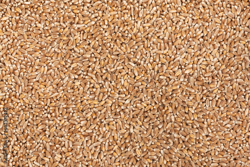 Whole background of grains of brown wheat. close up wheat seeds texture ...