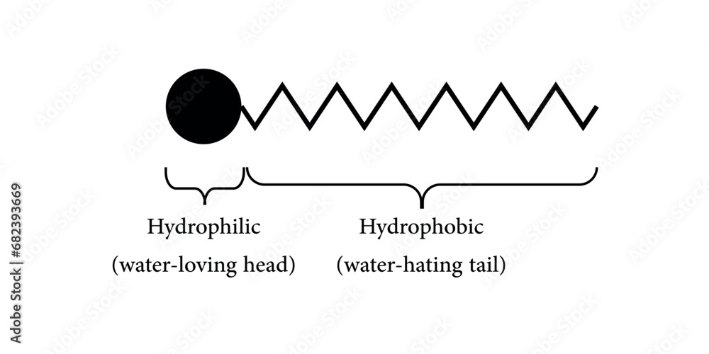 Parts of surfactants. Head and tail of hydrophilic. Nonionic, anionic ...