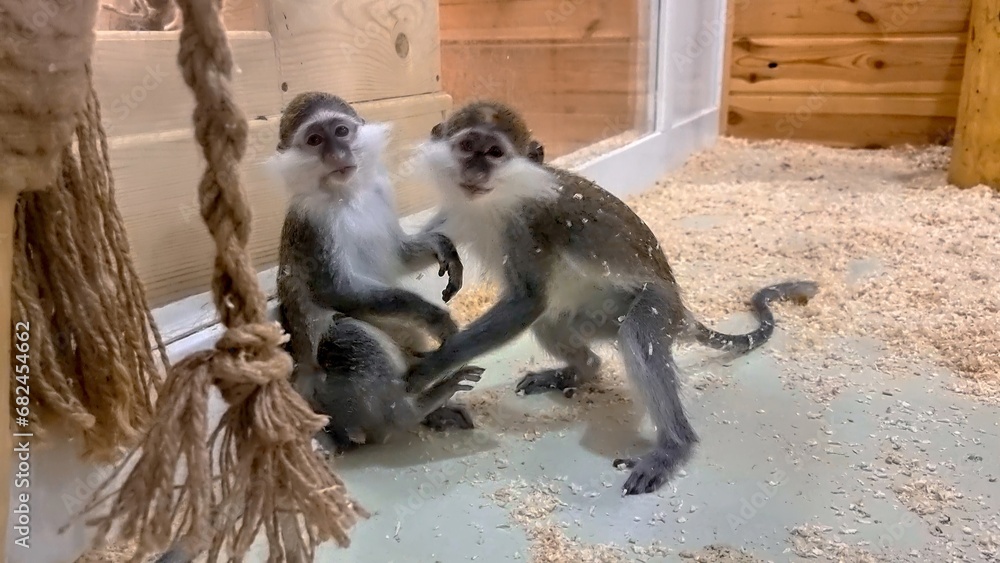 Two funny monkeys playing and having fun in zoo behind the glass ...