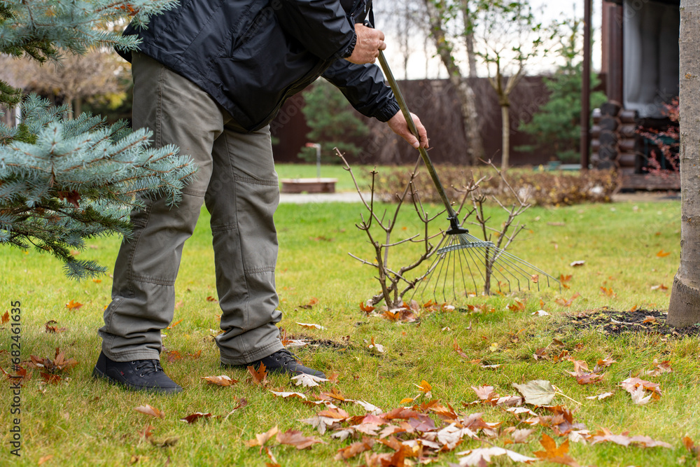 Man is bent over while raking leaves in a backyard, with a focus on the ...