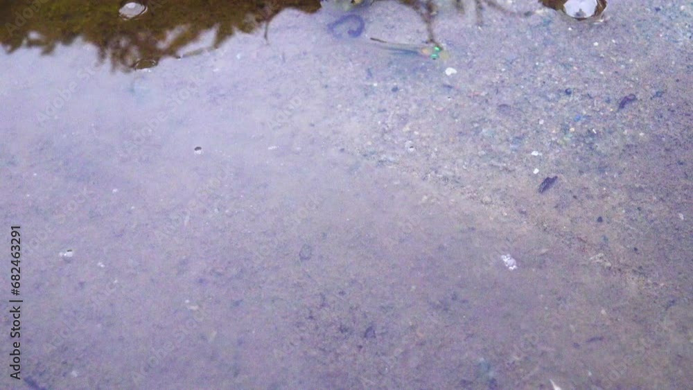 Vidéo Stock A fish larva recently emerged from the egg (the yolk sac ...