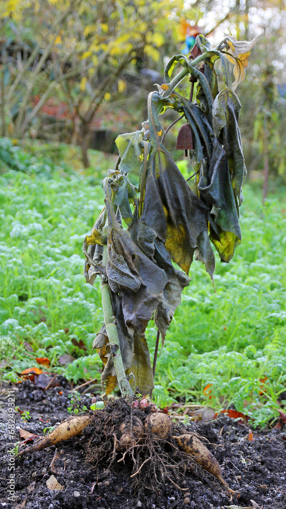Yacón, plant tubers from organic root vegetables freshly dug up Stock ...