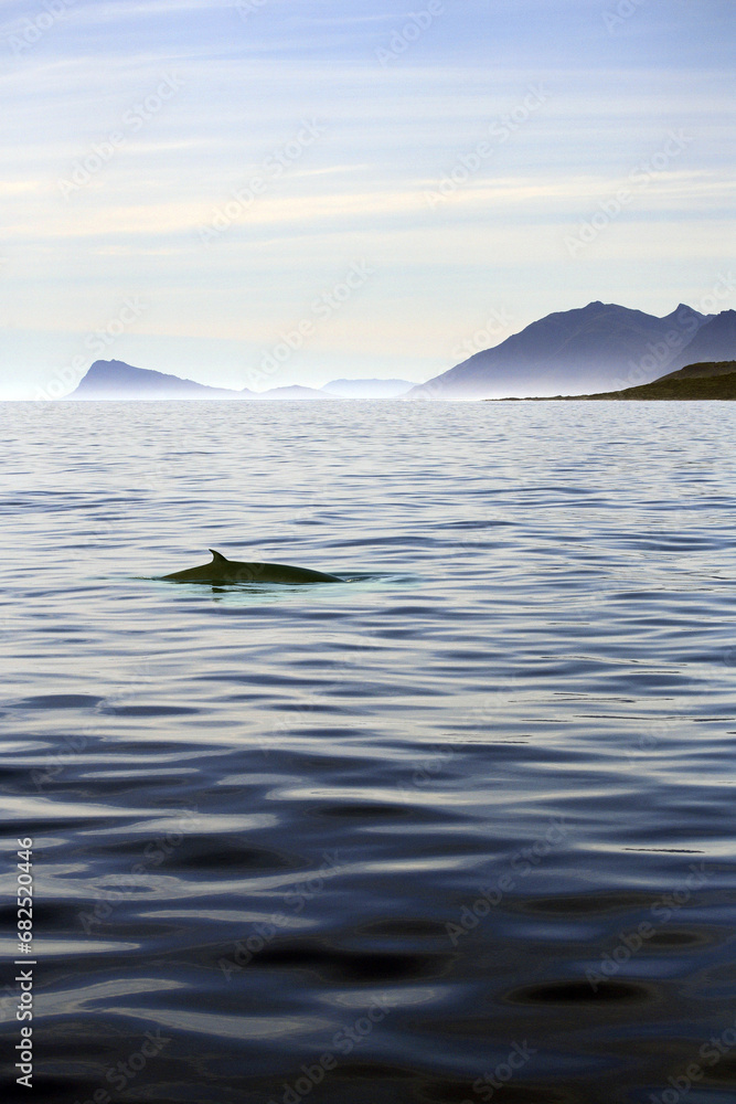 Fin whale (common rorqual) - Balaenoptera physalus foto de Stock ...