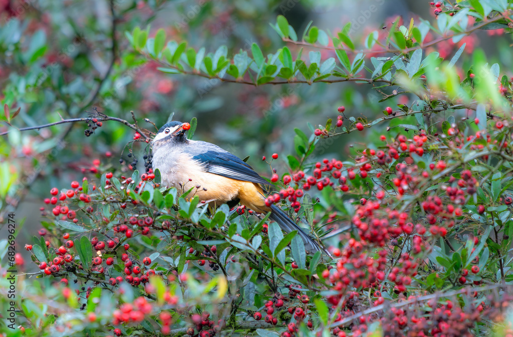 A White-eared Sibia stands on a pyracantha branch covered with red ...