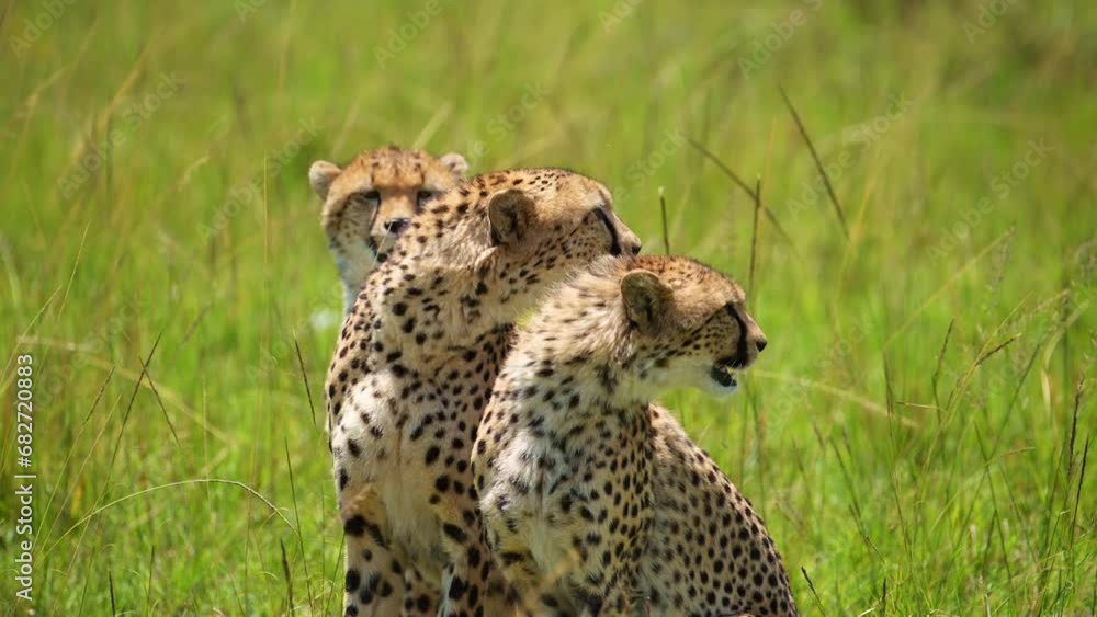 3 three Cheetahs turning heads and searching for prey, hunting as a ...