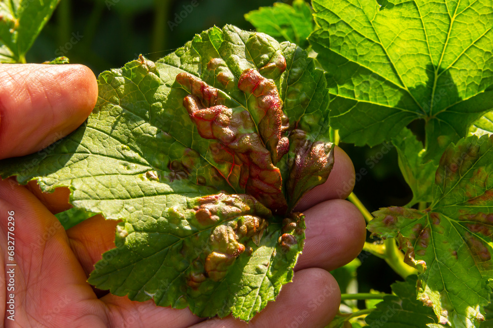 Leaf of red currant bush infected with pests - gallic aphid ...