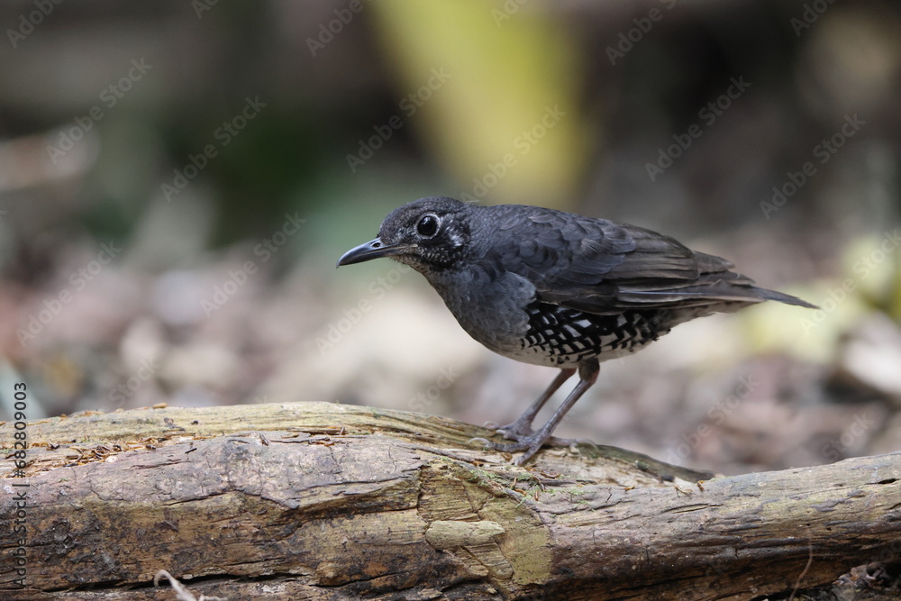Sunda Thrush (Zoothera andromedae),Slaty blue-gray thrush with ...