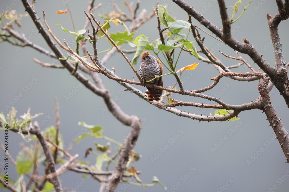The violet cuckoo (Chrysococcyx xanthorhynchus) is a species of cuckoo ...